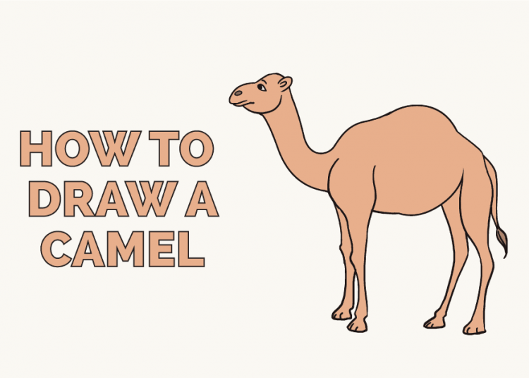 Cách vẽ lạc đà mới nhất 2021 - Vẽ.vn